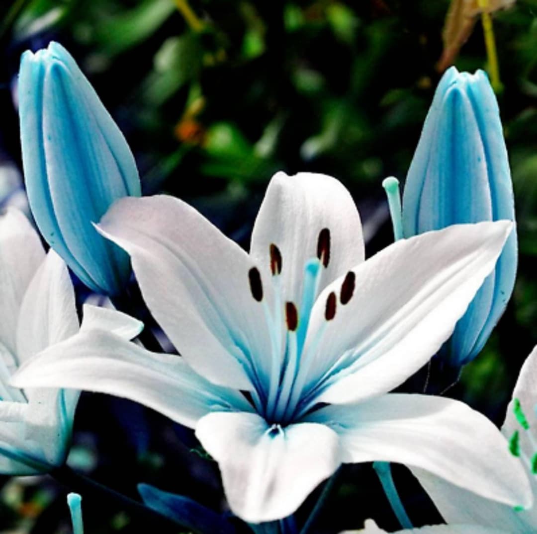 50 Lily Seeds Flower Plant (much Less Money Than Bulbs) - FRESH SEEDS ...