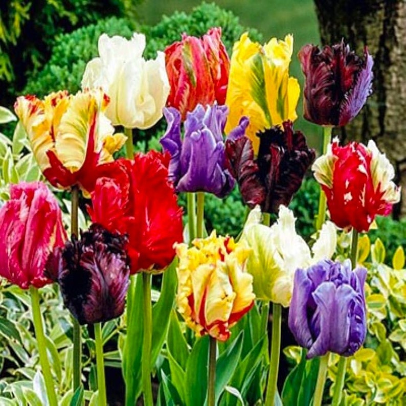 50 Mixed Color Tulip Seeds Flower Plant (much Less Money Than Bulbs ...
