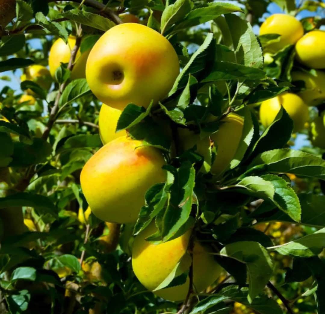 50 Golden Delicious Apple Tree Seeds FRESH SEEDS - Etsy