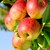 50 Honeycrisp Apple Tree Seeds FRESH SEEDS Limited Supply Order Soon ...