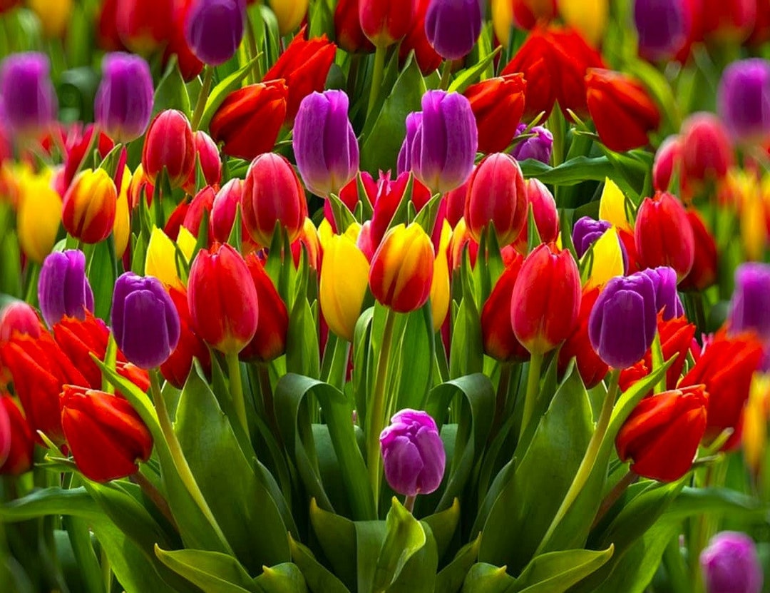 50 Mixed Color Tulip Seeds Flower Plant (much Less Money Than Bulbs ...