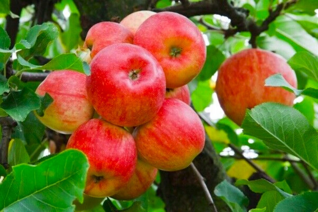 50 Red Delicious Apple Tree Seeds - FRESH SEEDS - Limited Supply ...