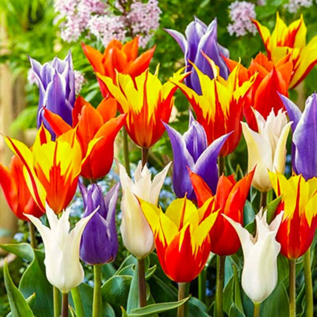 50 Mixed Color Tulip Seeds Flower Plant (much Less Money Than Bulbs ...