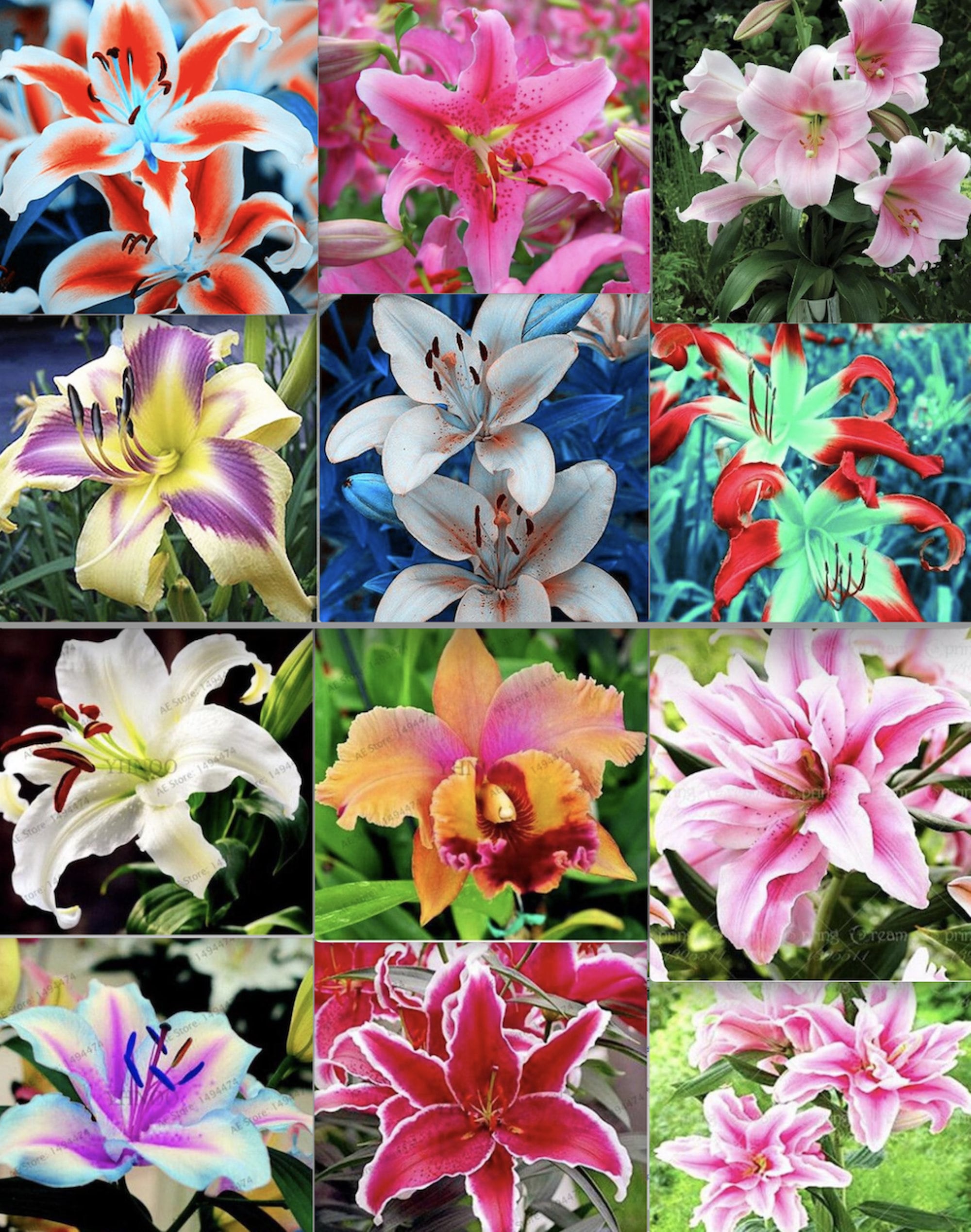 50 Mixed Color Lily Seeds Flower Plant (much Less Money Than Bulbs ...