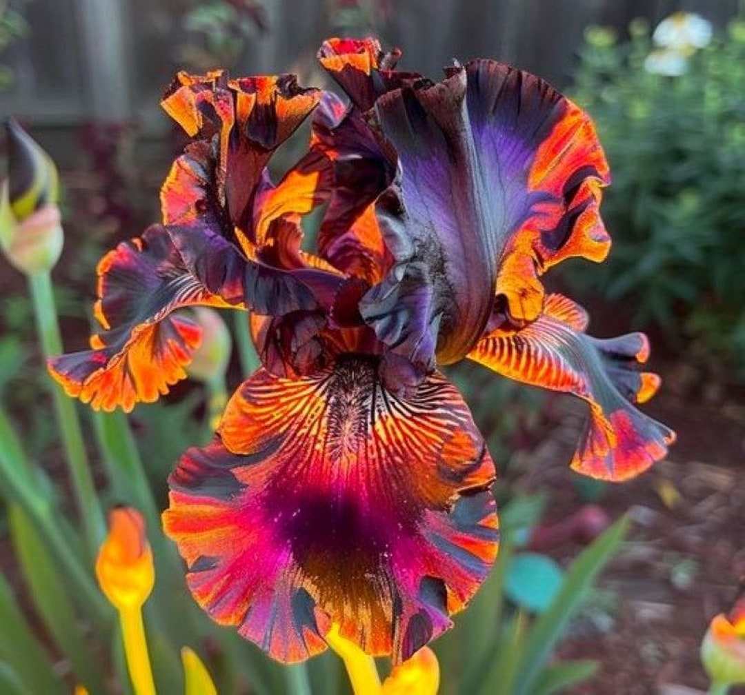 50 Firestorm Iris Seeds Flower Plant (much Less Money Than Bulbs ...
