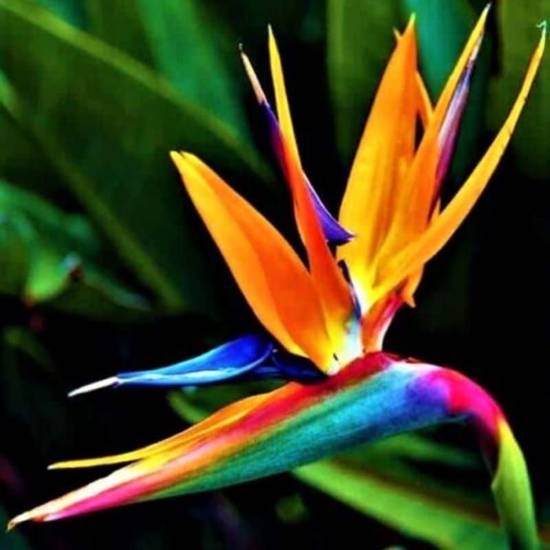Rare Exotic Seeds - Etsy
