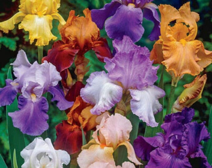 Fresh 2024 Seed: Herbertia Lahue Ssp Lahue, Tiny Rock Garden Iris ...