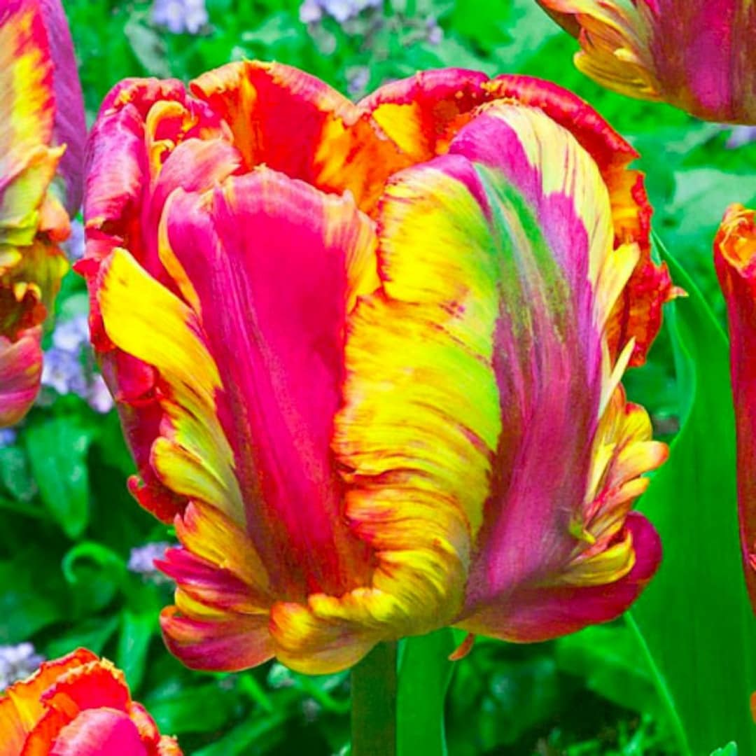 50 Rainbow Parrot Tulip Seeds Flower Plant (much Less Money Than Bulbs ...