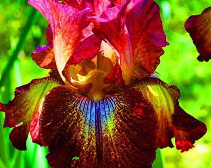 Bearded Iris Orange King (rhizome) Rare Reblooming Ruffled Vibrant ...