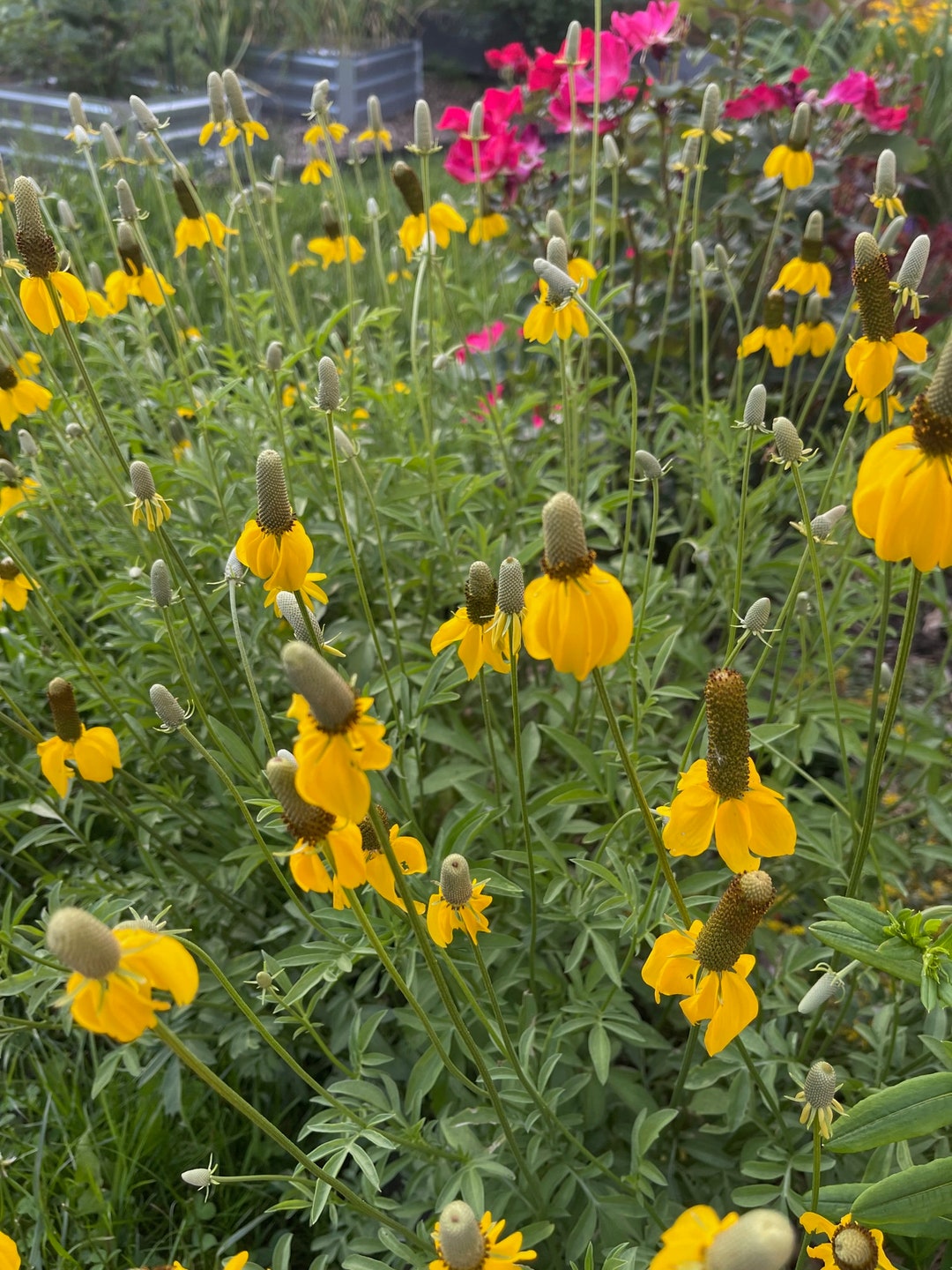 Yellow Prairie Coneflower or Mexican Hat, 100 Seeds - Etsy