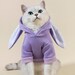 Bunny Costume for Dogs, Halloween Costume for Dogs, Cat's Costume, Dog ...