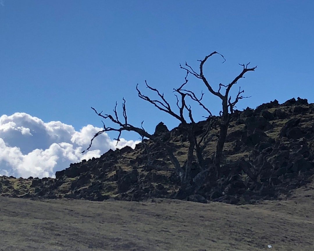Printable | Instant Digital Download | Hawaii | Lava | Volcano | Tree ...