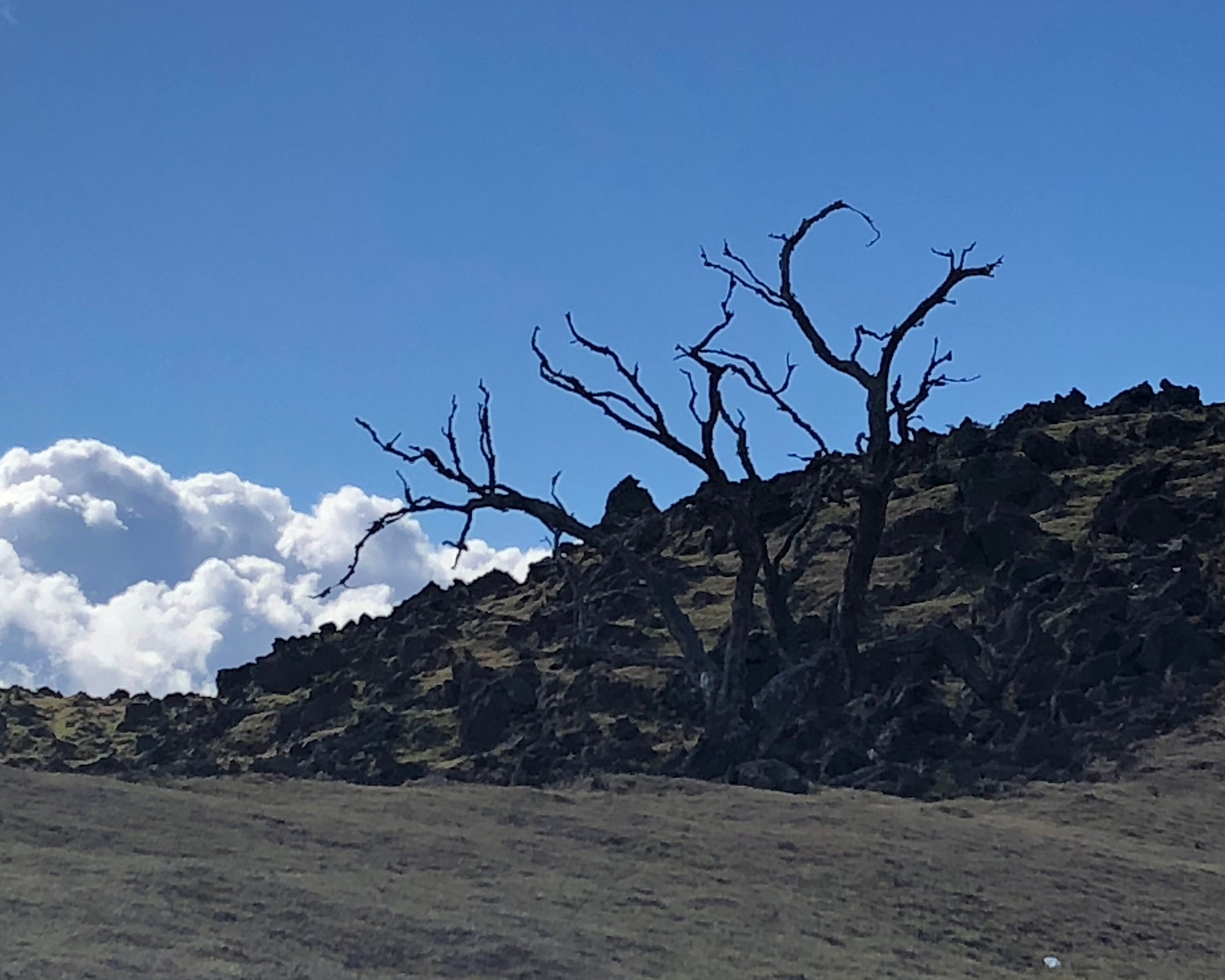 Printable | Instant Digital Download | Hawaii | Lava | Volcano | Tree ...