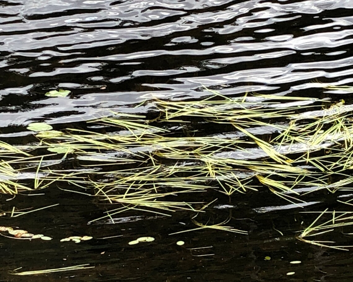 Printable | Instant Digital Download | Water | Reeds | Reflection ...