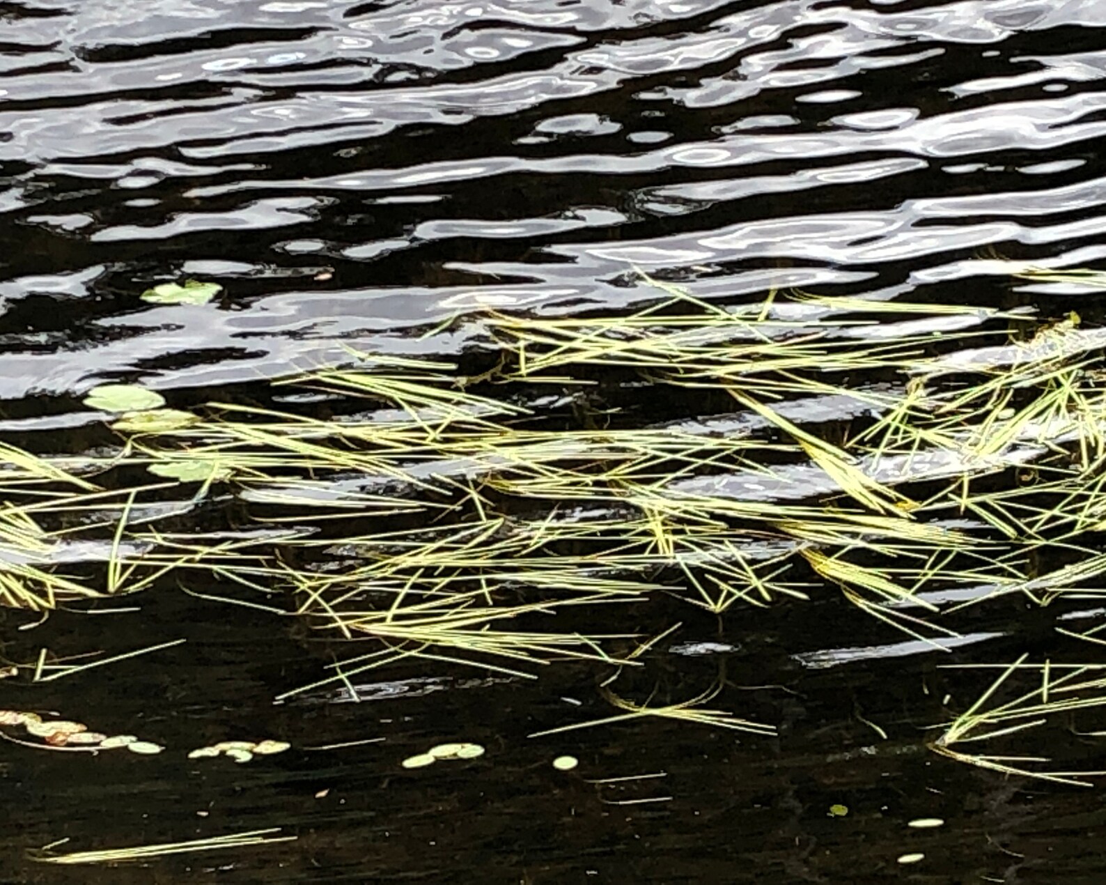 Printable | Instant Digital Download | Water | Reeds | Reflection ...