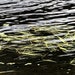 Printable | Instant Digital Download | Water | Reeds | Reflection ...