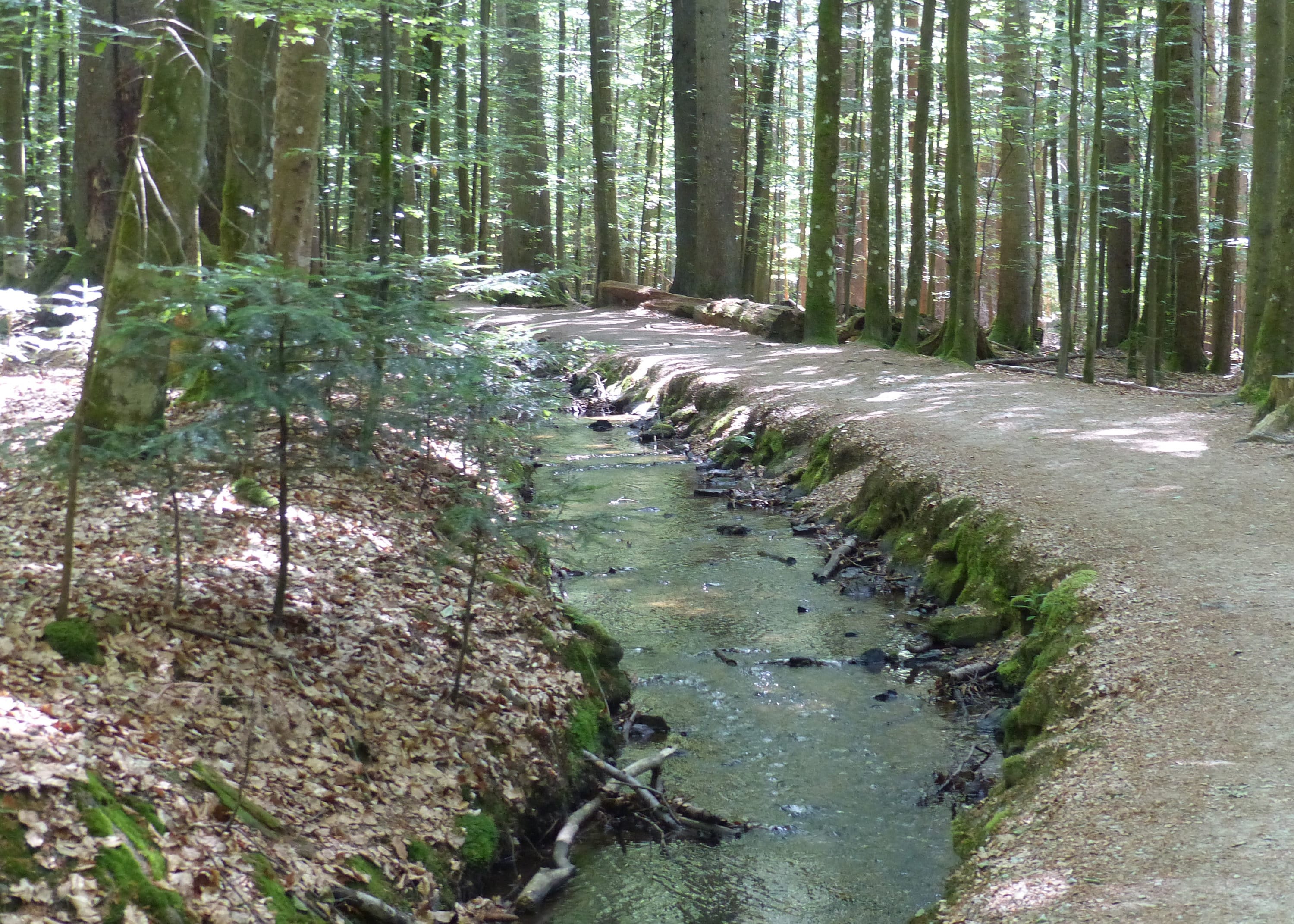 Printable | Instant Digital Download | Stream | Forest | Woods | Water ...