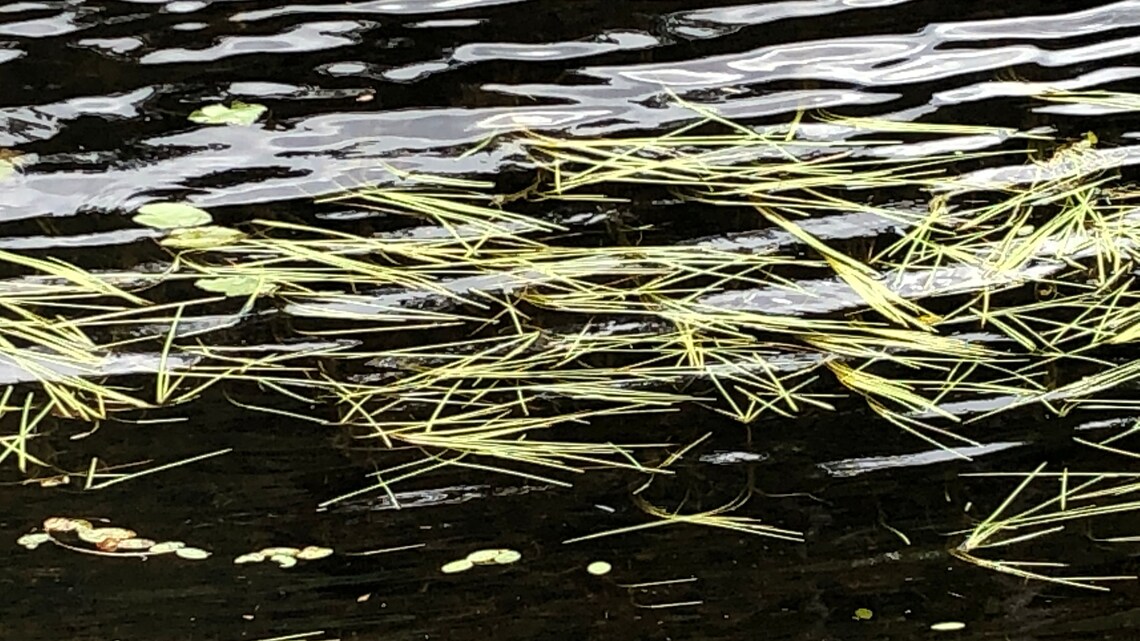 Printable | Instant Digital Download | Water | Reeds | Reflection ...