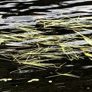 Printable | Instant Digital Download | Water | Reeds | Reflection ...