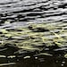 Printable | Instant Digital Download | Water | Reeds | Reflection ...