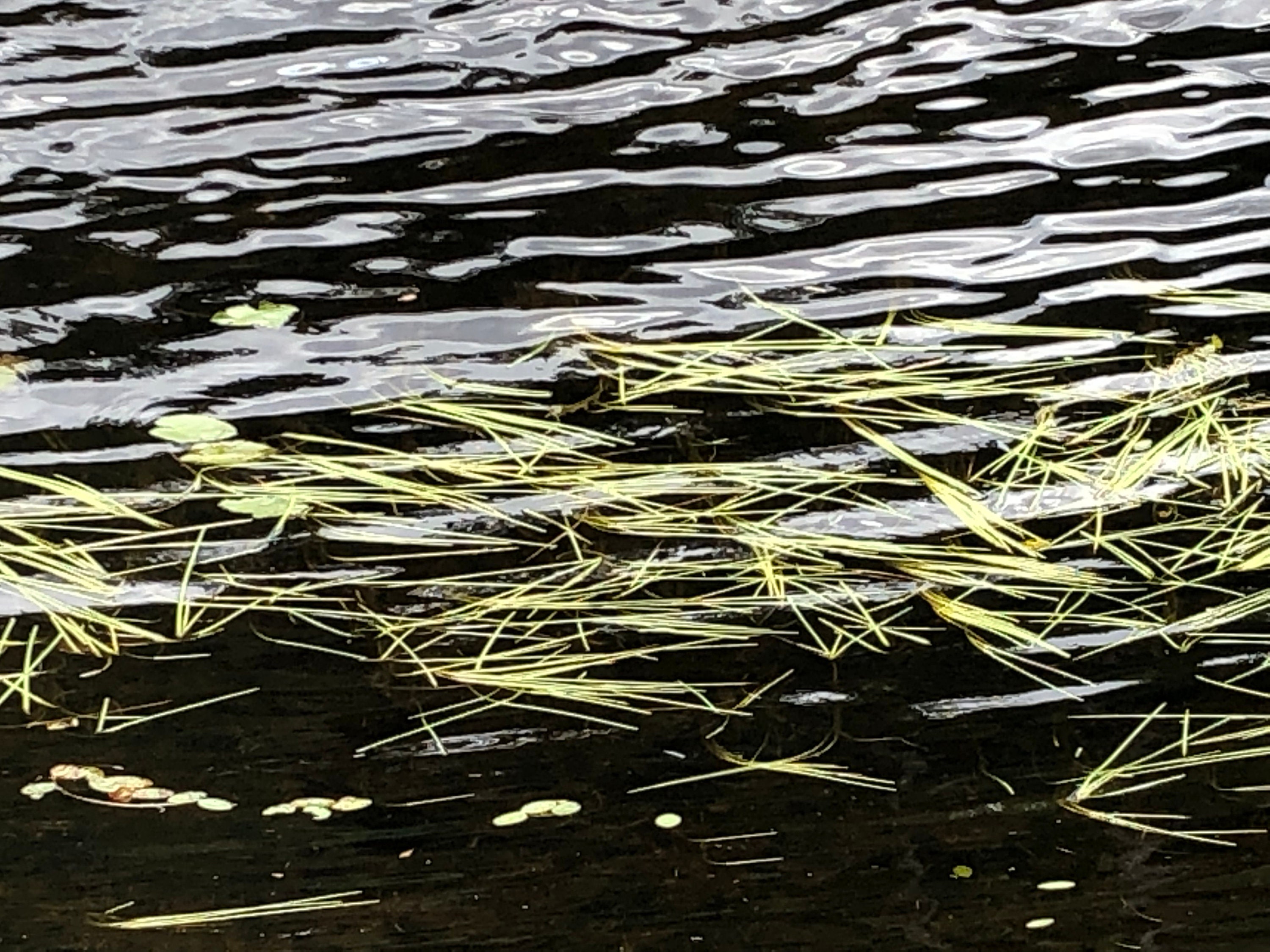 Printable | Instant Digital Download | Water | Reeds | Reflection ...