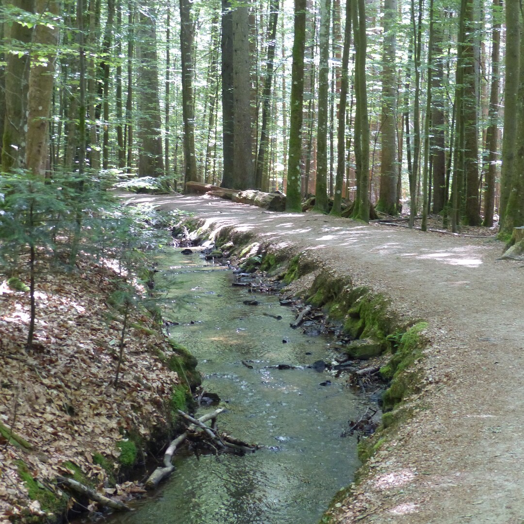 Printable Instant Digital Download Stream Forest Woods Water Landscape ...