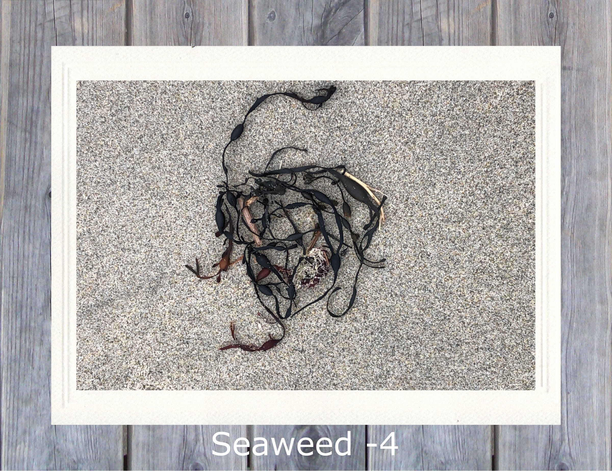Seaweed Scene Photo Note Card 4x6 - Etsy