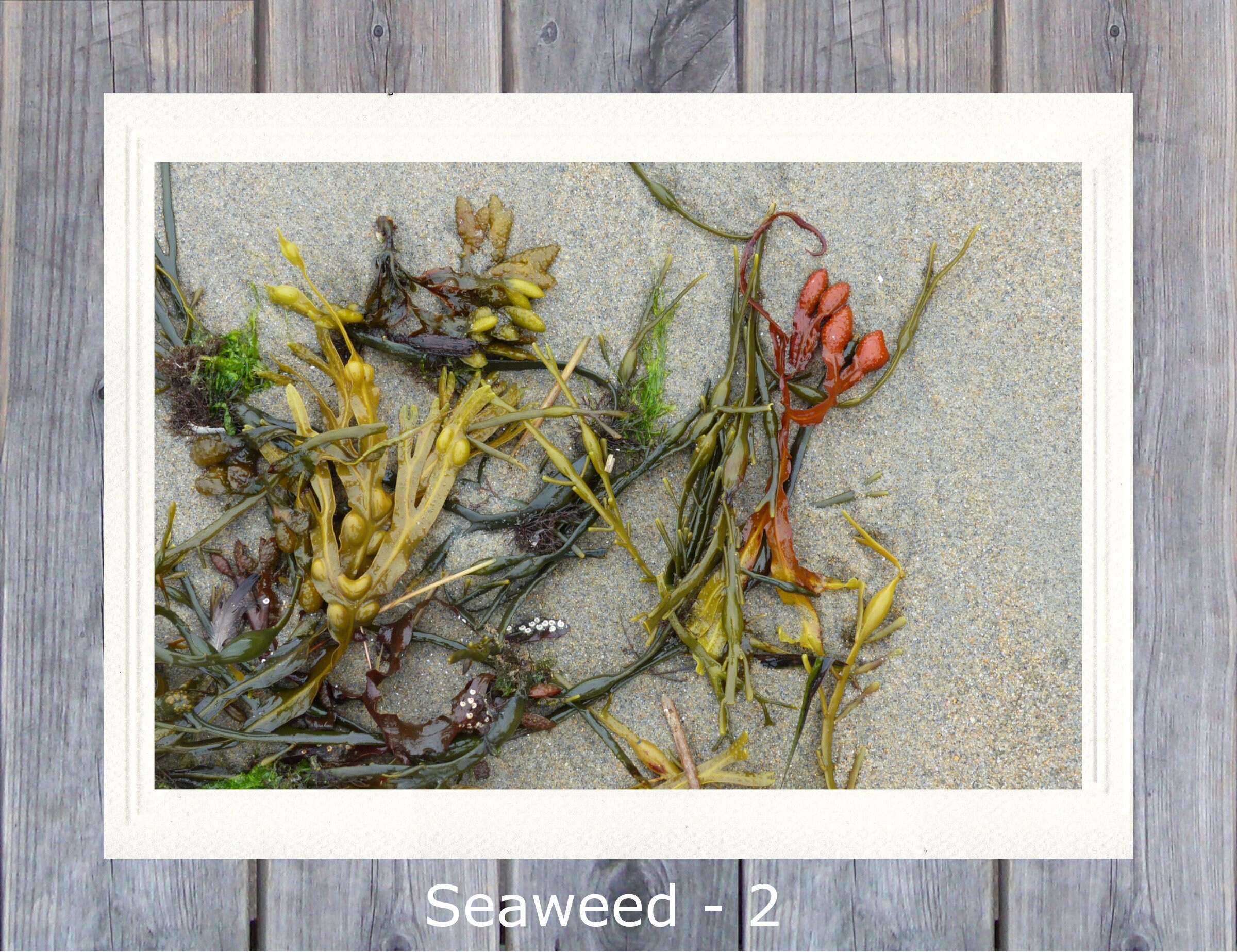 Seaweed Scene Photo Note Card 4x6 - Etsy