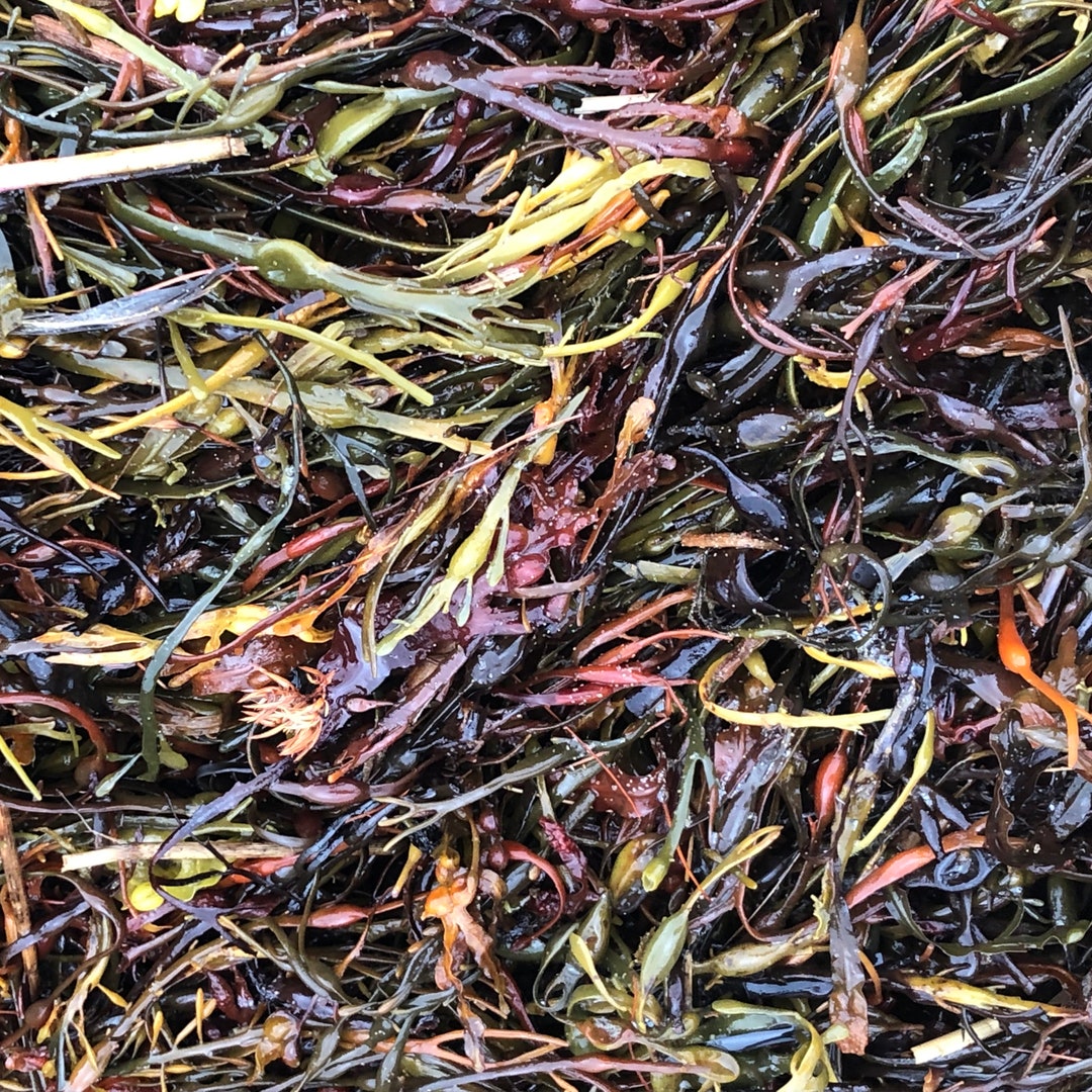 Printable | Instant Digital Download | Water | Seaweed | Beach ...