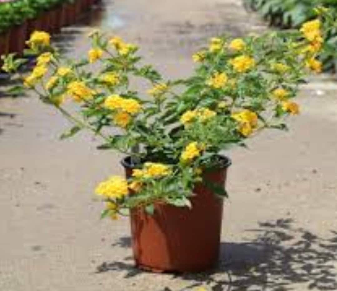Lantana Gold Mound - Etsy