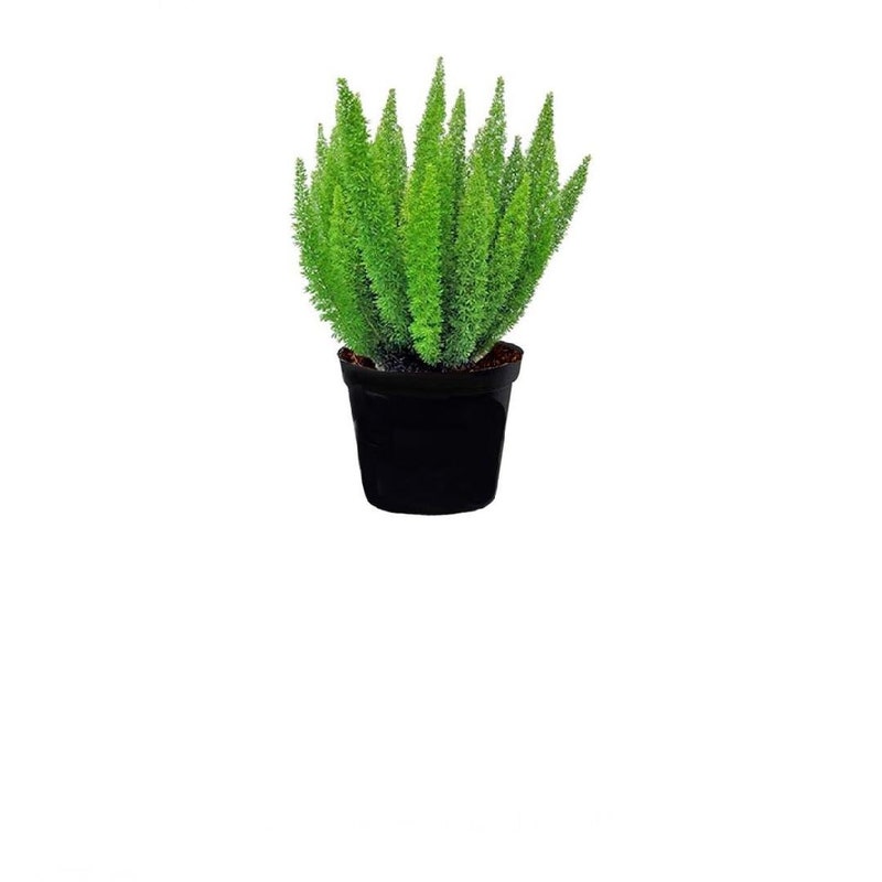 Foxtail Fern Plant - Etsy
