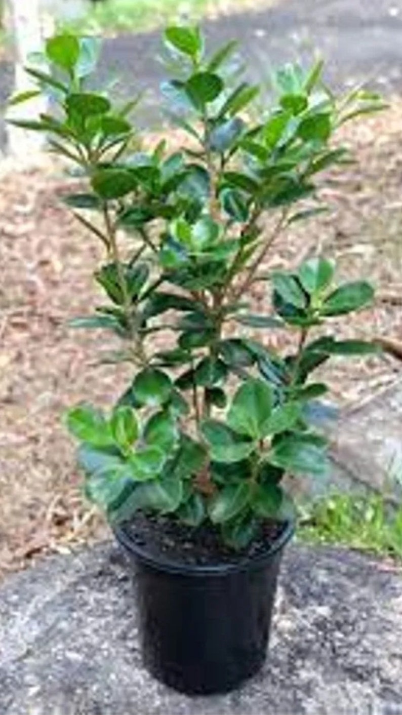 Green Island Ficus - Etsy