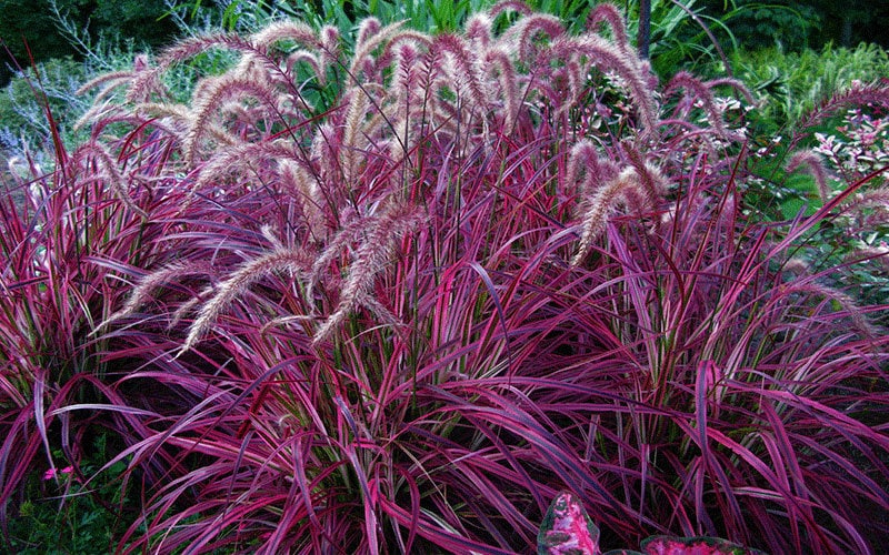 Fireworks Fountain Grass