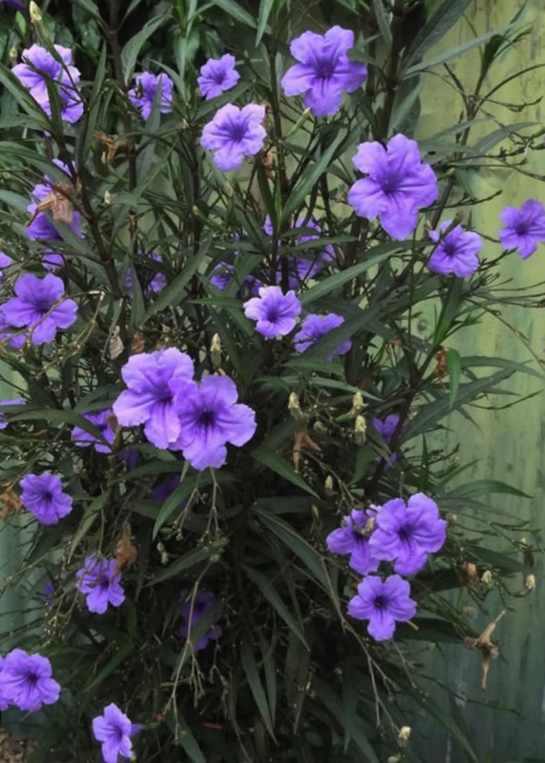 Ruellia Mexican Petunia - Etsy