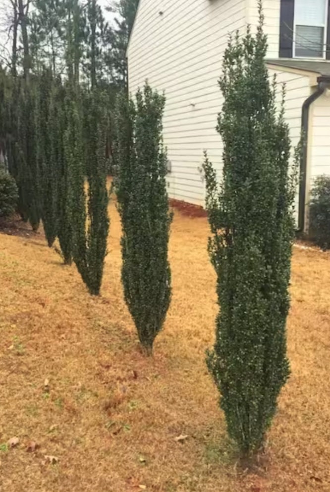 Sky Pencil Holly Plant - Etsy