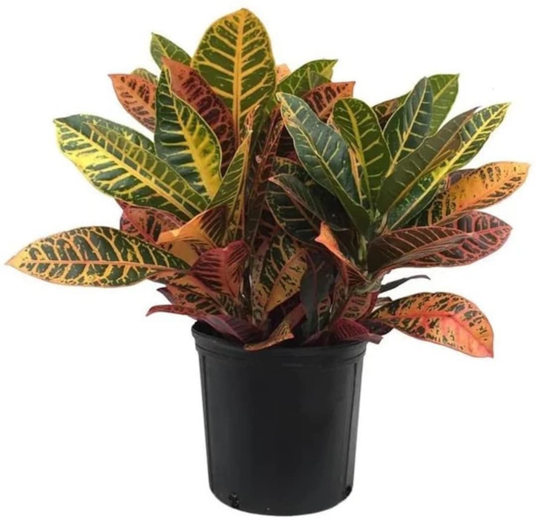 Petra Croton by Uplant 3 Gallon Pot - Etsy