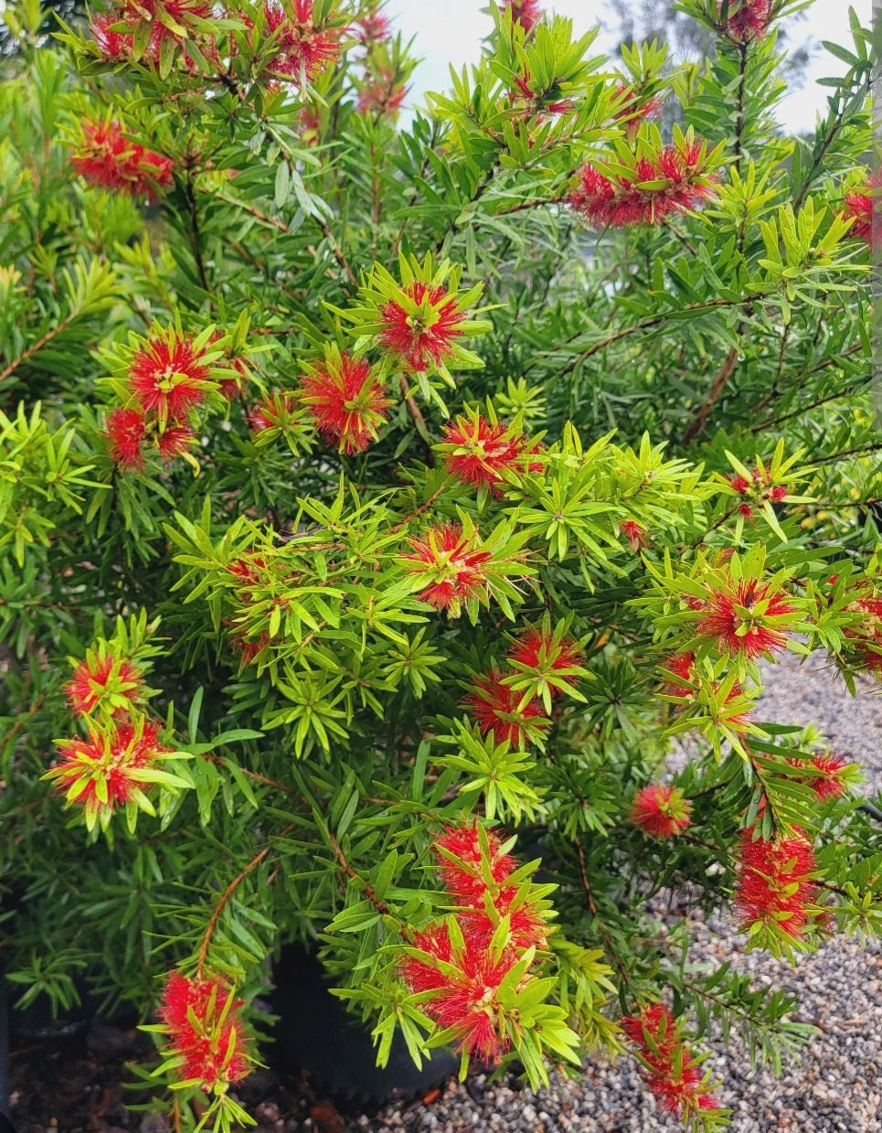 Bottle Brush Red Cluster 3 Gallon - Etsy