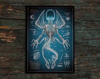 Muscle Chart Poster, Anatomy Diagram, Bodybuilding Poster - Etsy Australia