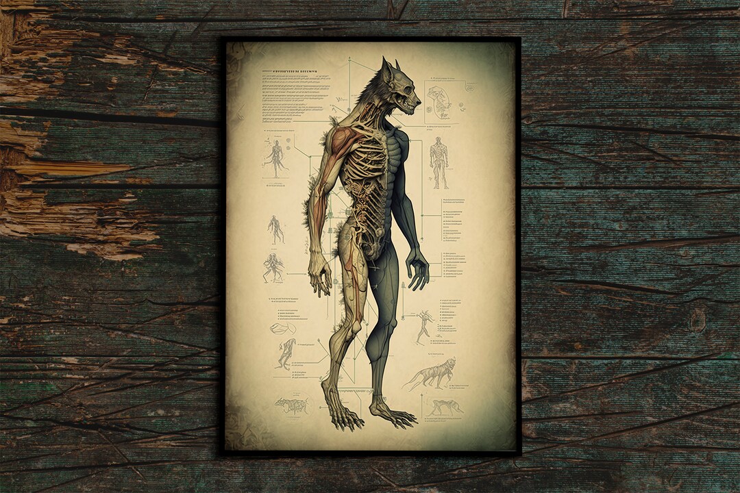 Vintage Werewolf Anatomy Diagram Goth Decor, Home Decor, Art Poster ...