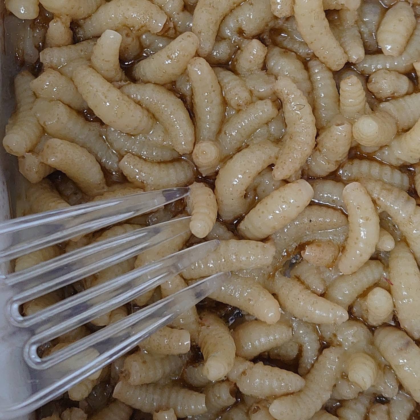 Maggots Chinese Takeaway Box Plus Plastic Fork the Lost Boys Replica ...