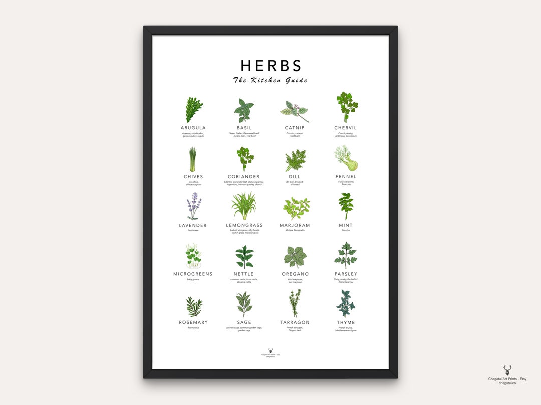 Herbs Guide Poster Kitchen Wall Art Botanical Herbs Print Decor Kitchen ...