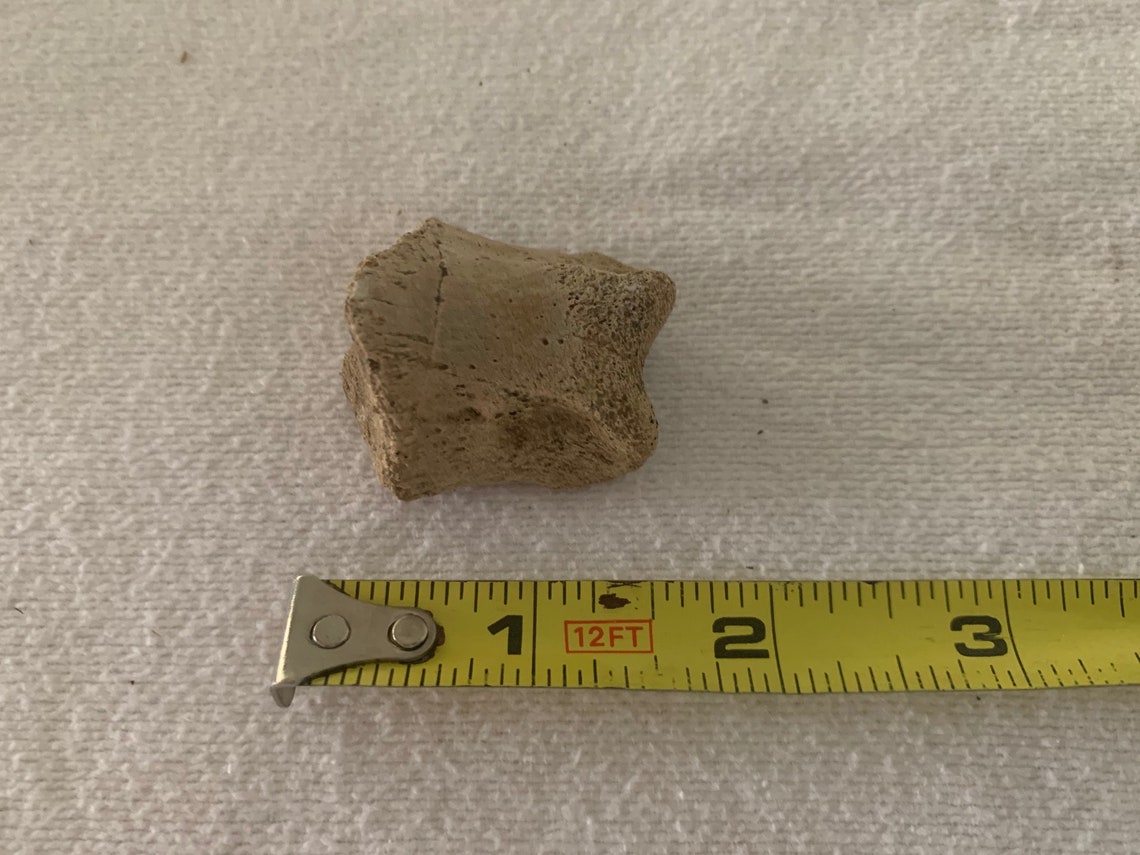 Dinosaur Toe Bone, Ornithomimus Cretaceous 68 MYO, MT - Etsy