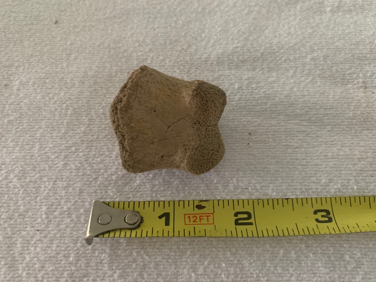 Dinosaur Toe Bone, Ornithomimus Cretaceous 68 MYO, MT - Etsy