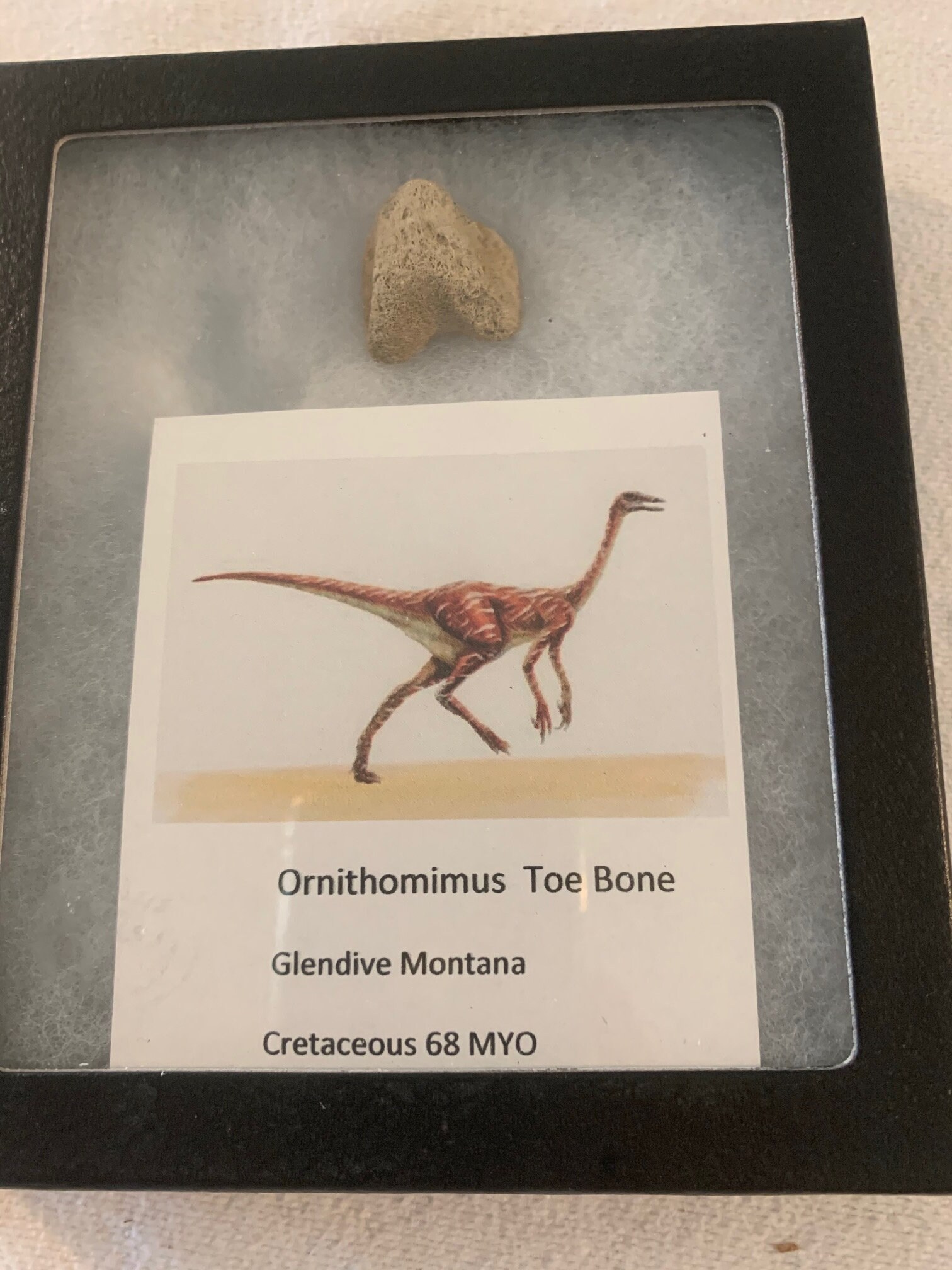 Dinosaur Toe Bone, Ornithomimus Fossil, Cretaceous, 68 MYO Glendive MT ...