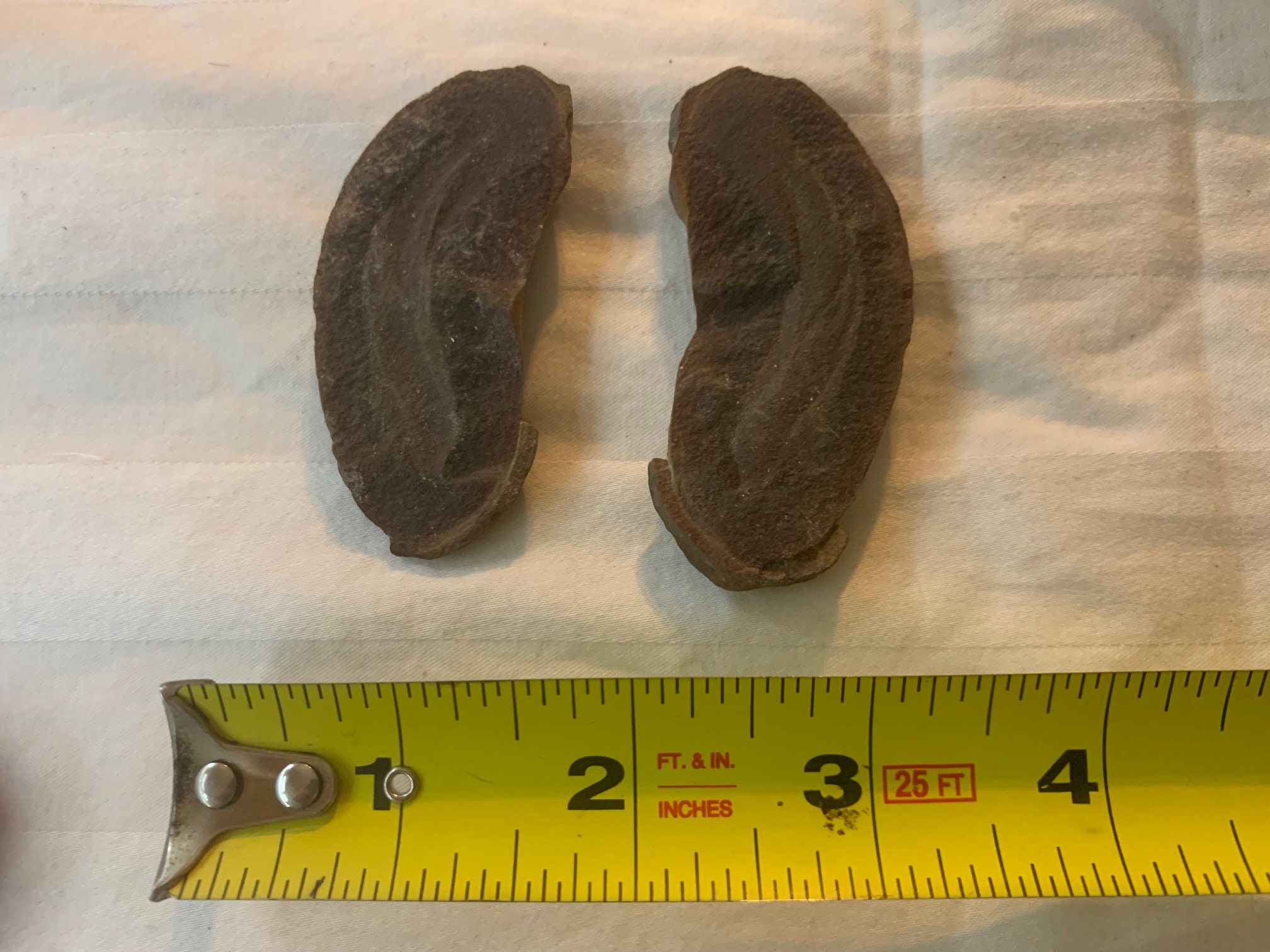 Tullimonstrum Gregarium Fossil, (tully Monster) Braidwood, Ill Penn per ...