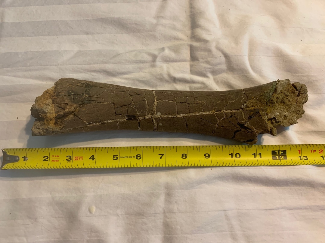 Juvenile Duckbill Dinosaur Femur Leg Section Fossil Dinosaur Bone ...