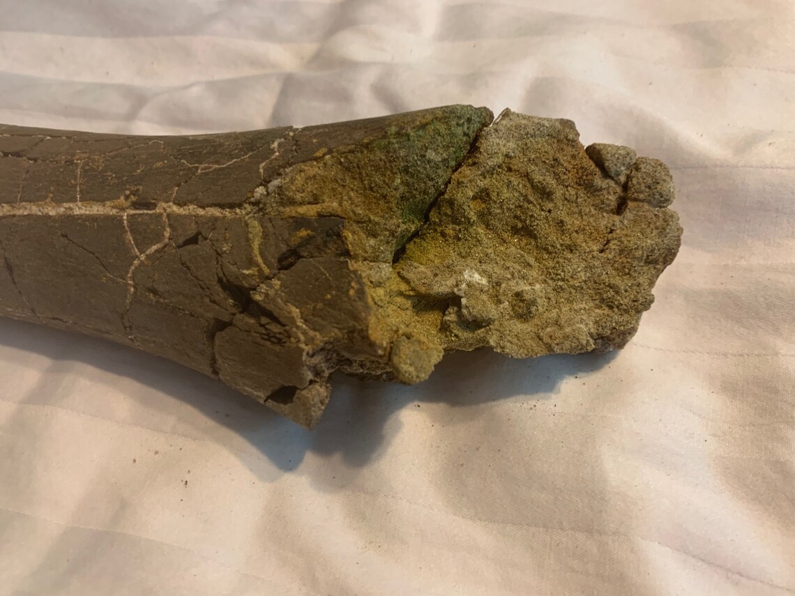 Juvenile Duckbill Dinosaur Femur Leg Section Fossil Dinosaur Bone ...