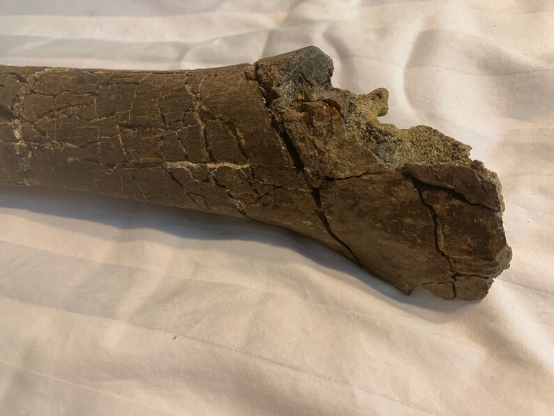 Juvenile Duckbill Dinosaur Femur Leg Section Fossil Dinosaur Bone ...