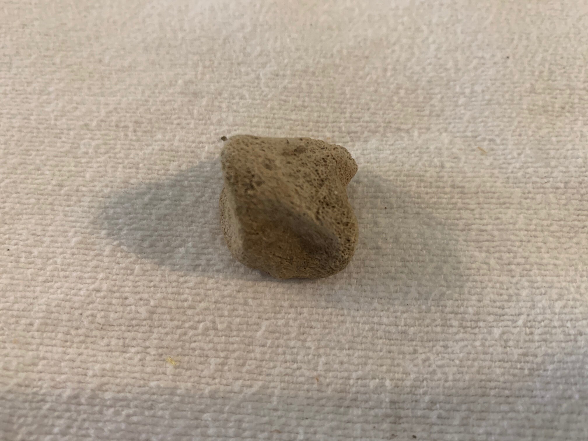 Dinosaur Toe Bone Ornithomimus Fossil Cretaceous 68 MYO - Etsy