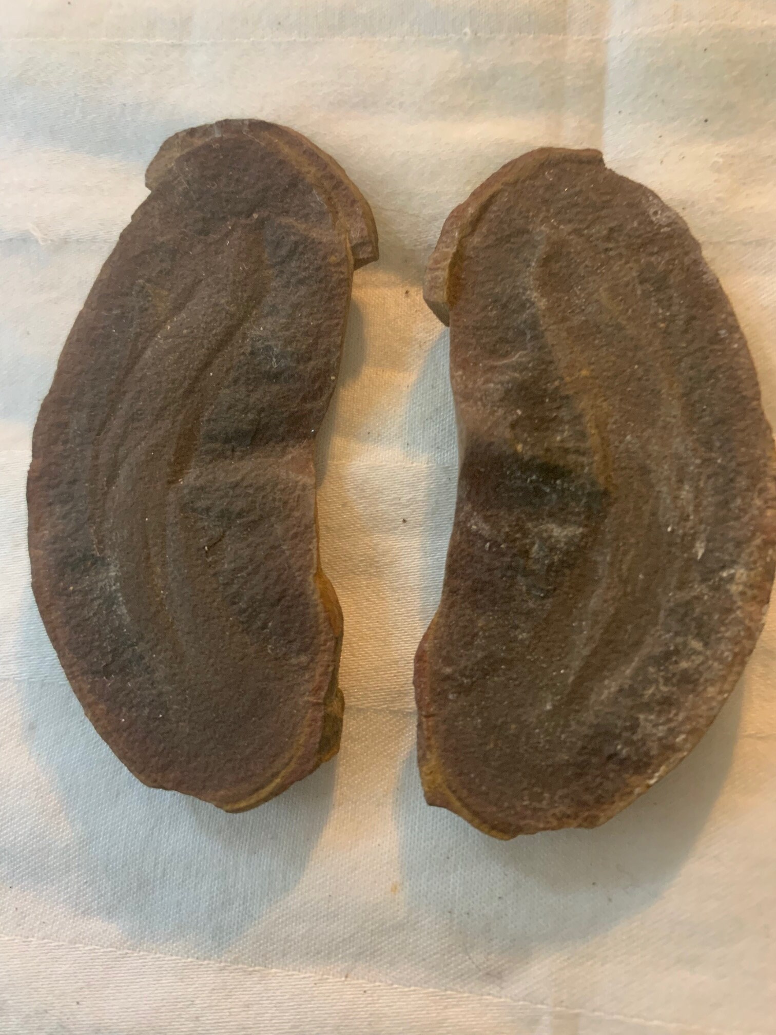 Tullimonstrum Gregarium Fossil, (tully Monster) Braidwood, Ill Penn per ...